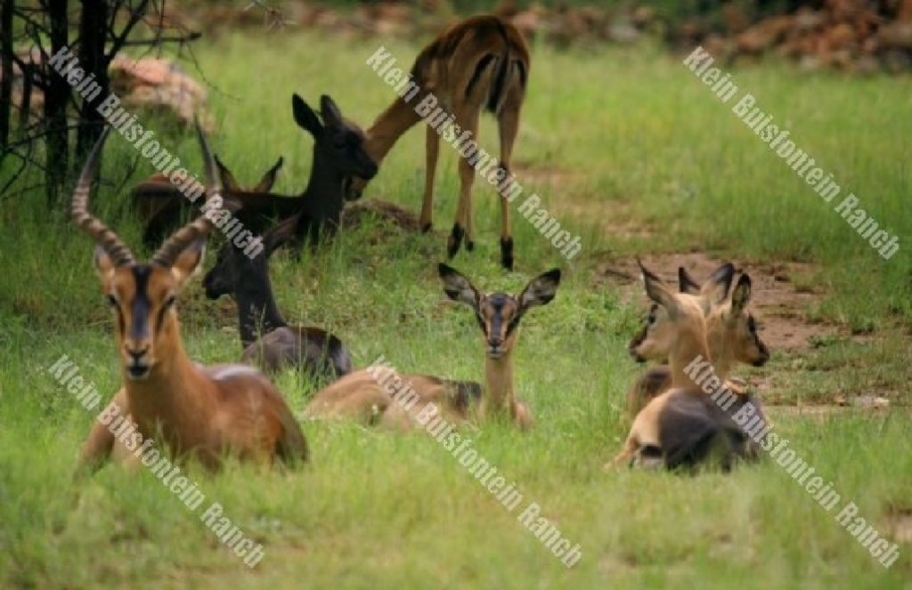 Black & Saddleback Impala