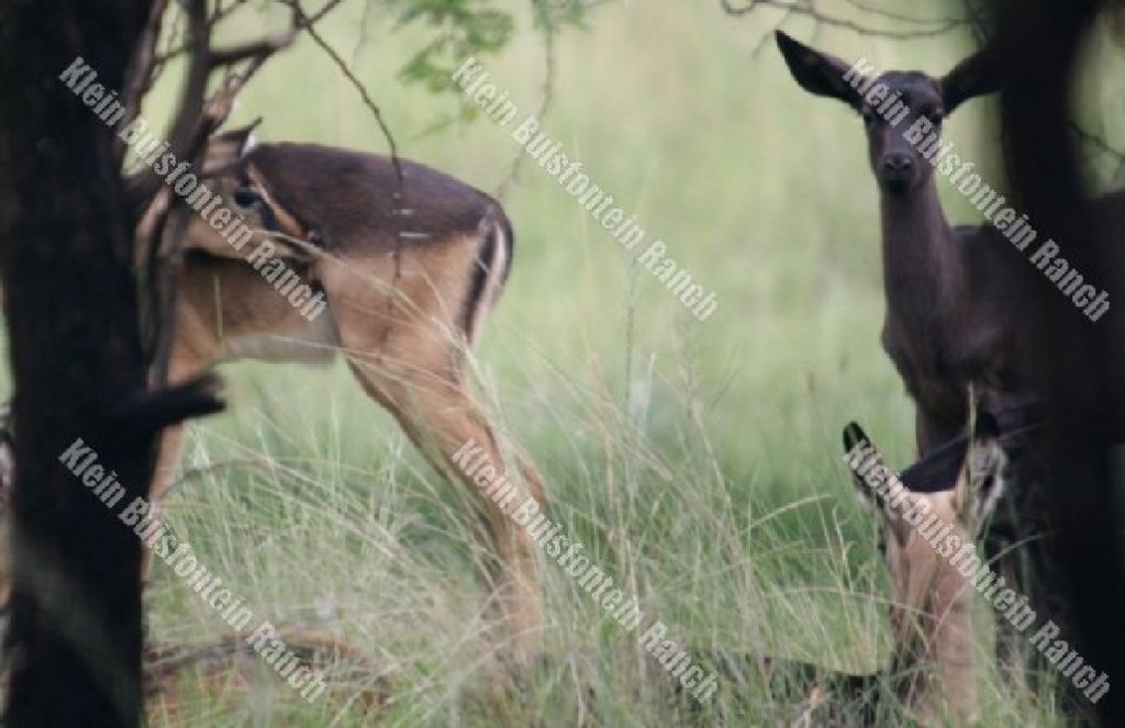 Black & Saddleback Impala