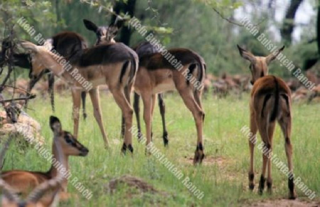 Black & Saddleback Impala