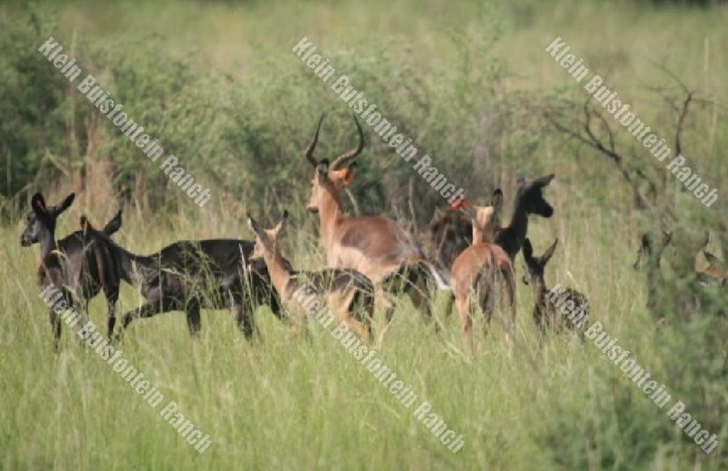 Black & Saddleback Impala