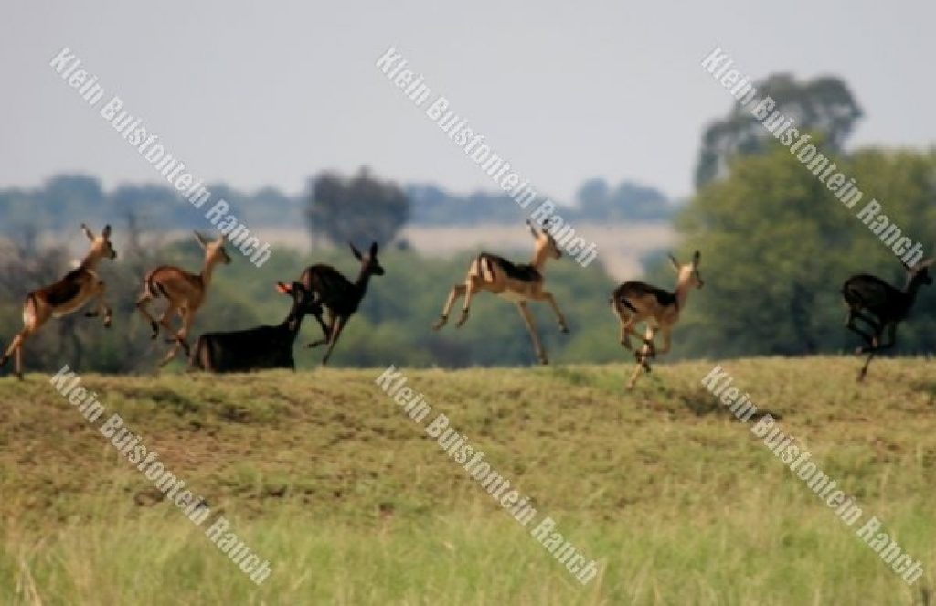 Black & Saddleback Impala