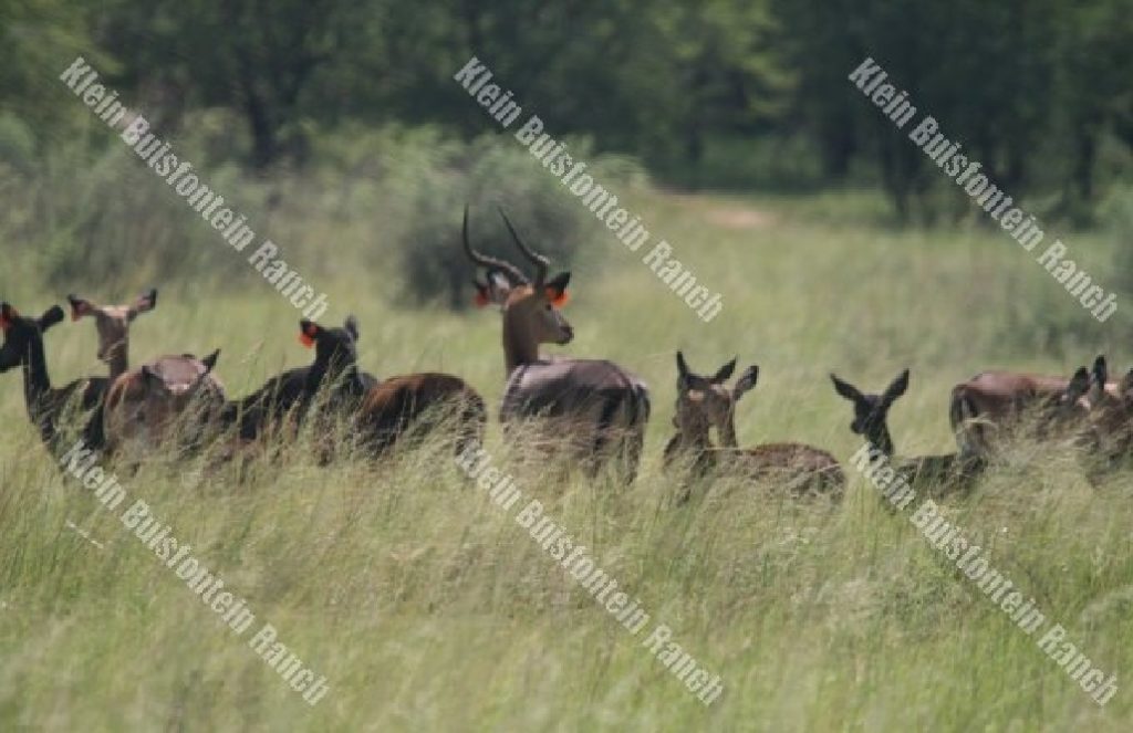 Black & Saddleback Impala