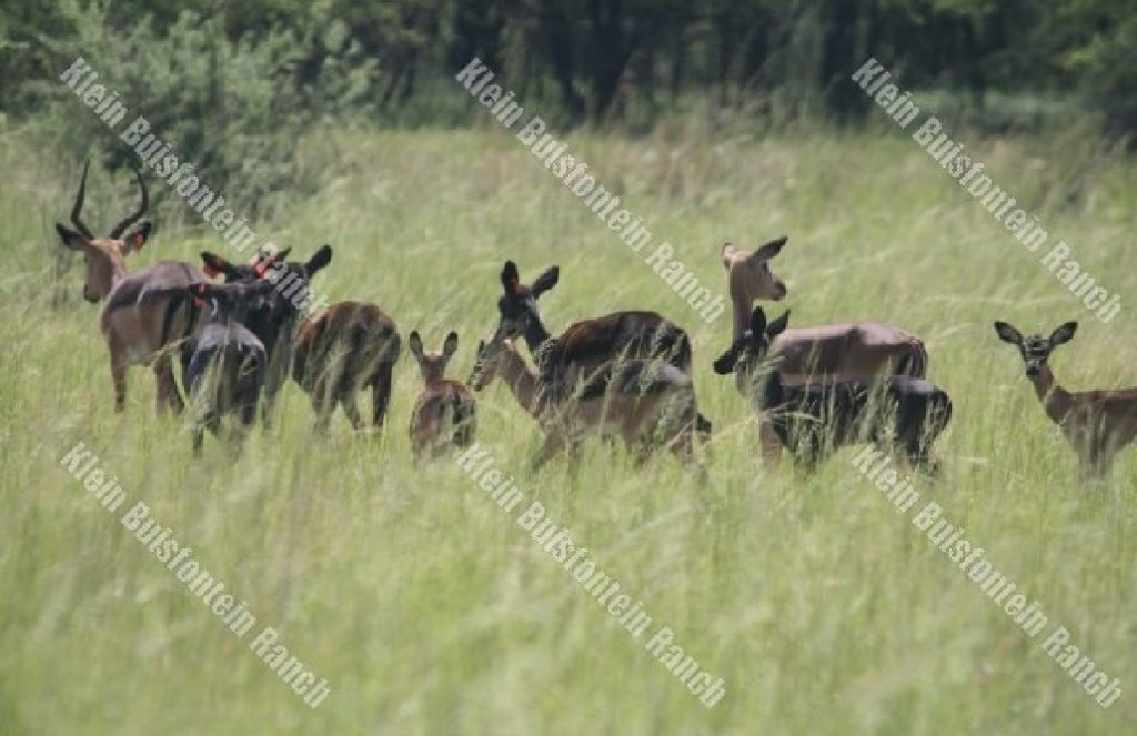 Black & Saddleback Impala