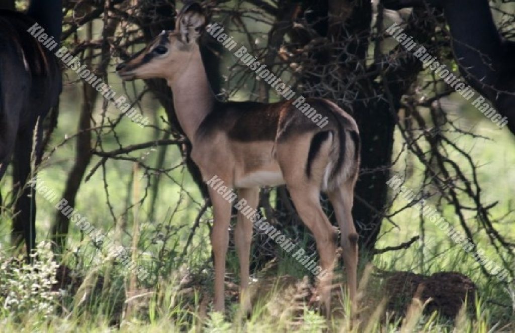 Black & Saddleback Impala