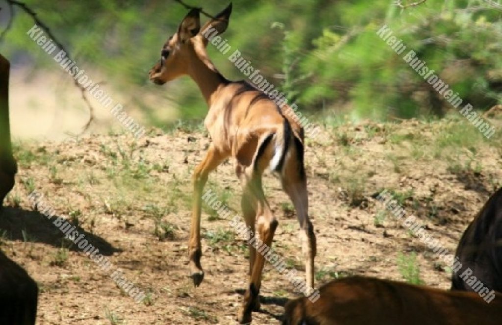 Black & Saddleback Impala