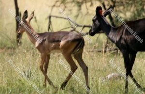 Black & Saddleback Impala
