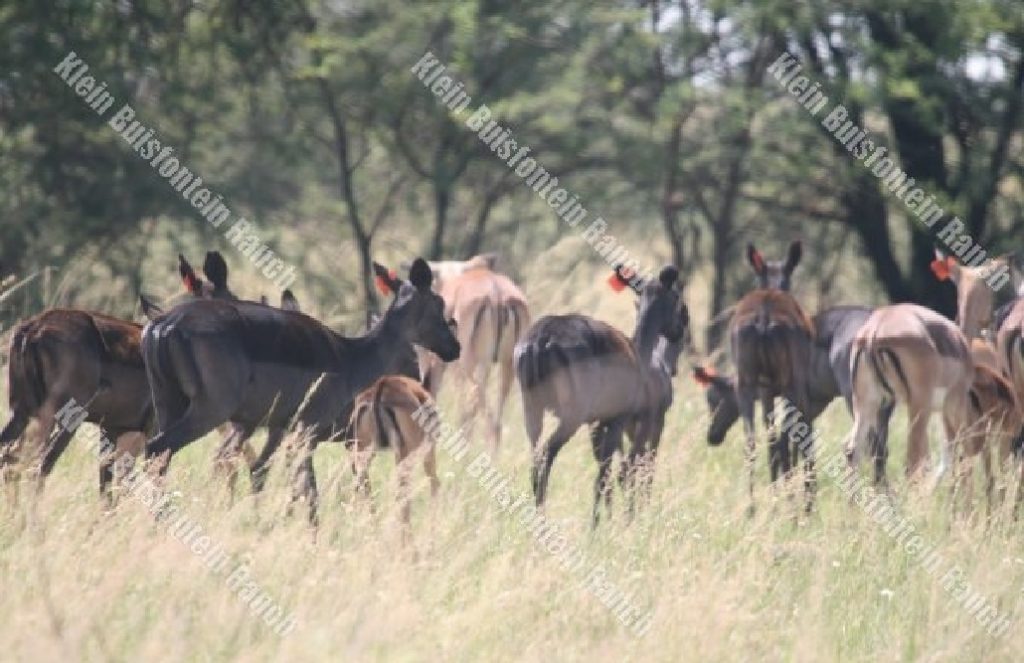 Black & Saddleback Impala