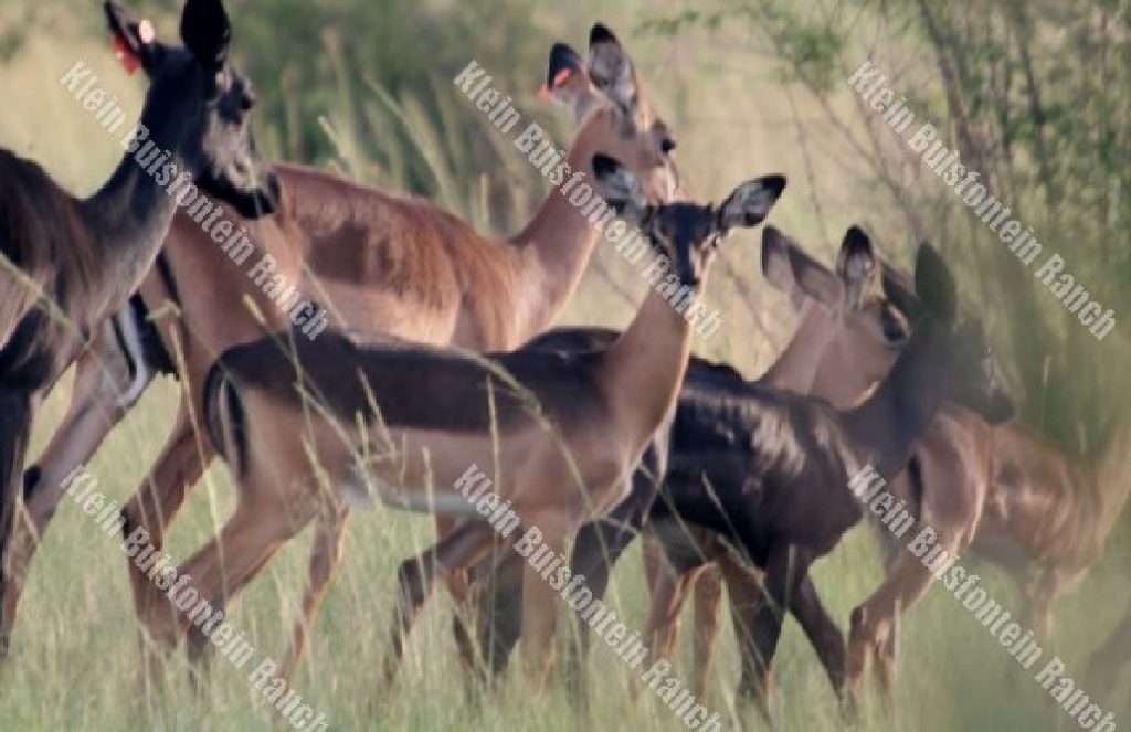 Black & Saddleback Impala