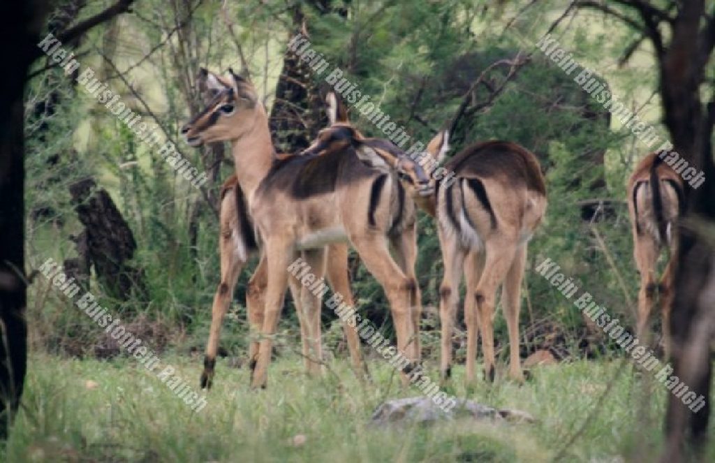 Black & Saddleback Impala