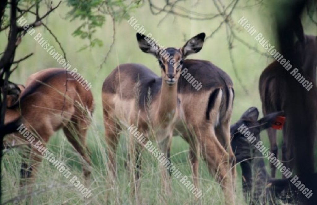 Black & Saddleback Impala